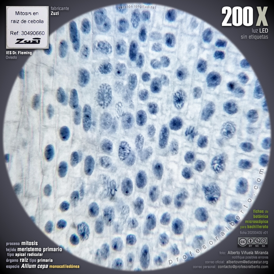 Tejidos Vegetales ← Botánica Microscópica ← Fisiología e Histología ...